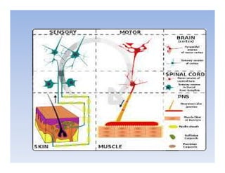 Walking project locomotor and the nervous system | PDF