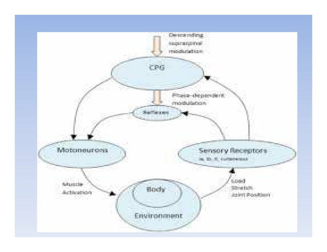 Walking project locomotor and the nervous system | PDF | Brain and Nervous System Disorders ...