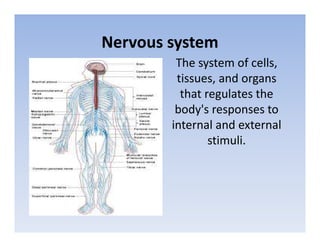 Walking project locomotor and the nervous system | PDF | Brain and ...