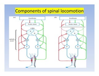 Walking project locomotor and the nervous system | PDF | Brain and ...