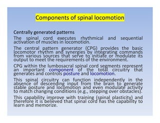 Walking project locomotor and the nervous system | PDF | Brain and ...