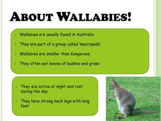 Wallaby final | PPTX