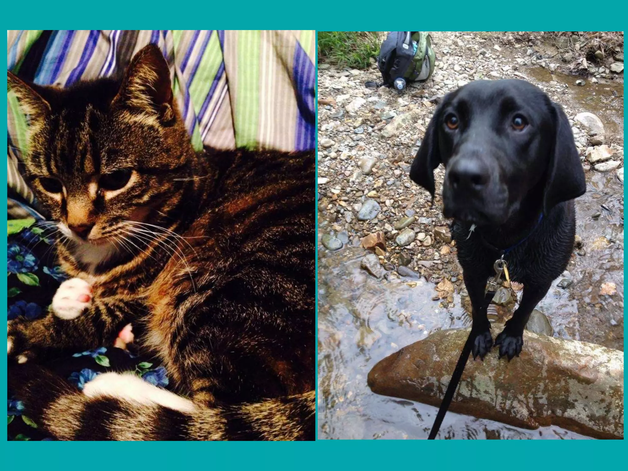 Samantha Wallace Personal Persona Project PCP | PPT