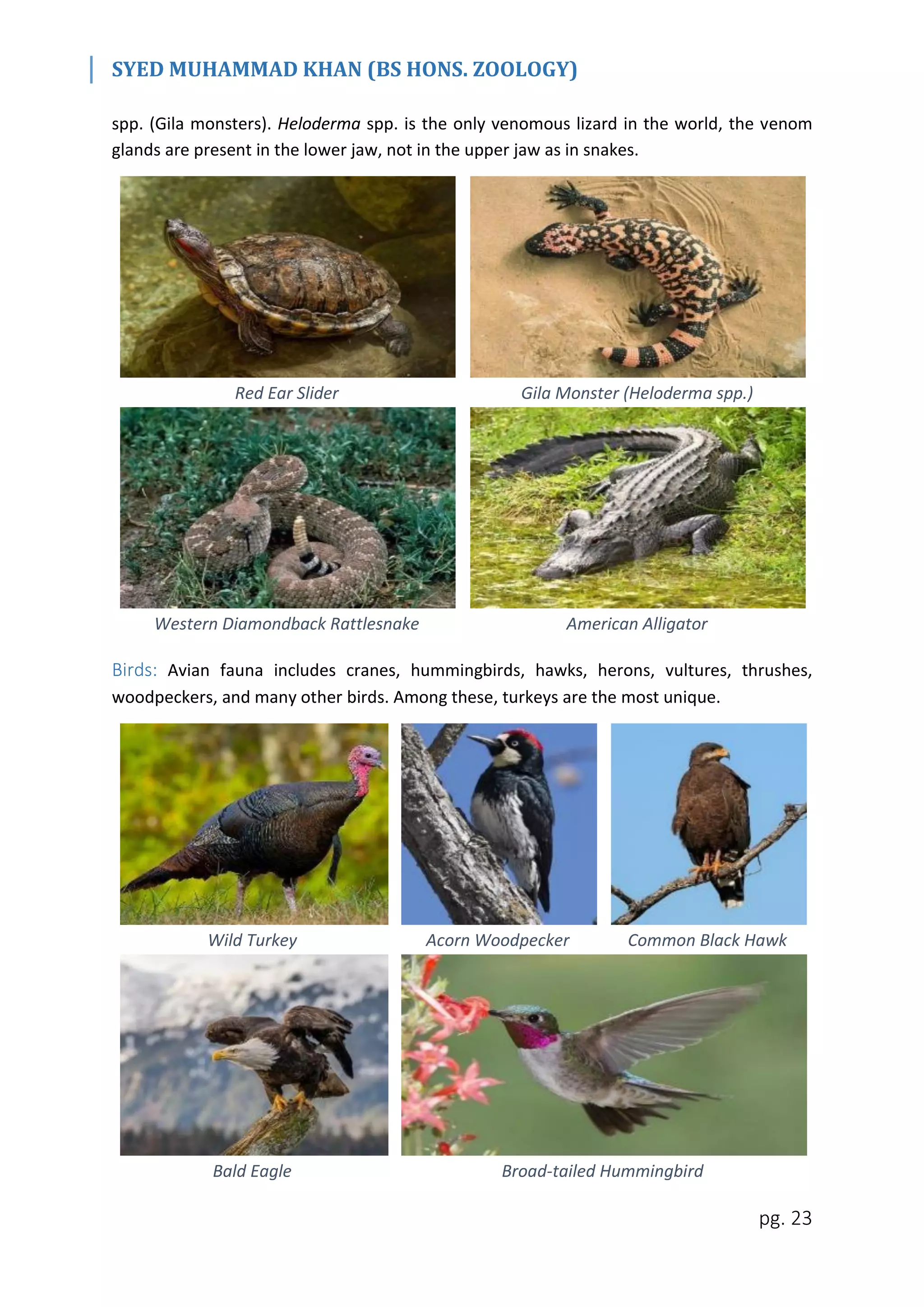 Wallace's Zoogeographical Realms | PDF