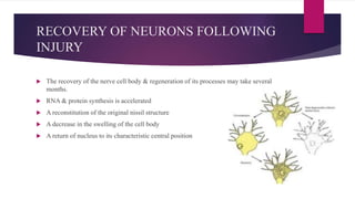 Wallerian degeneration and regeneration | PPTX