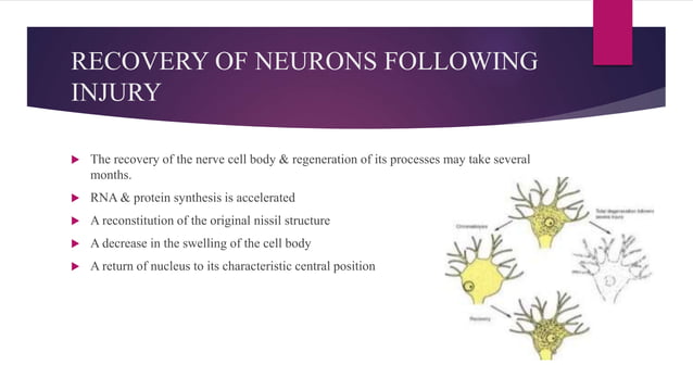 Wallerian degeneration and regeneration