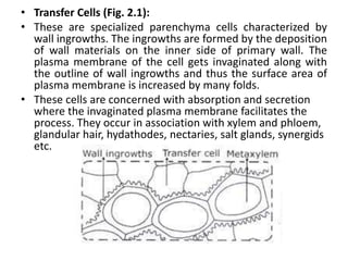 Wall ingrowths and transfer cells | PPTX
