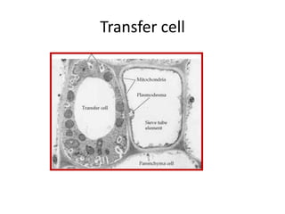 Wall ingrowths and transfer cells | PPTX