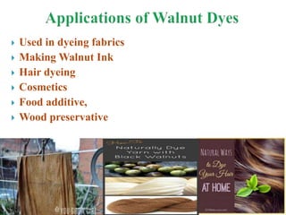 Wallnut Plant as a source of Natural dye | PPT