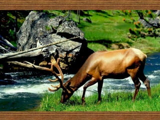 Wallpaper dear | PPT