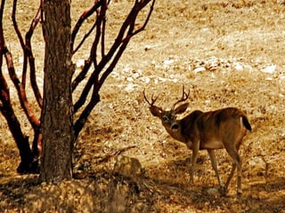 Wallpaper dear | PPS