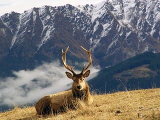 Wallpaper dear | PPS