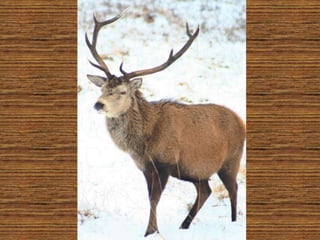 Wallpaper dear | PPS