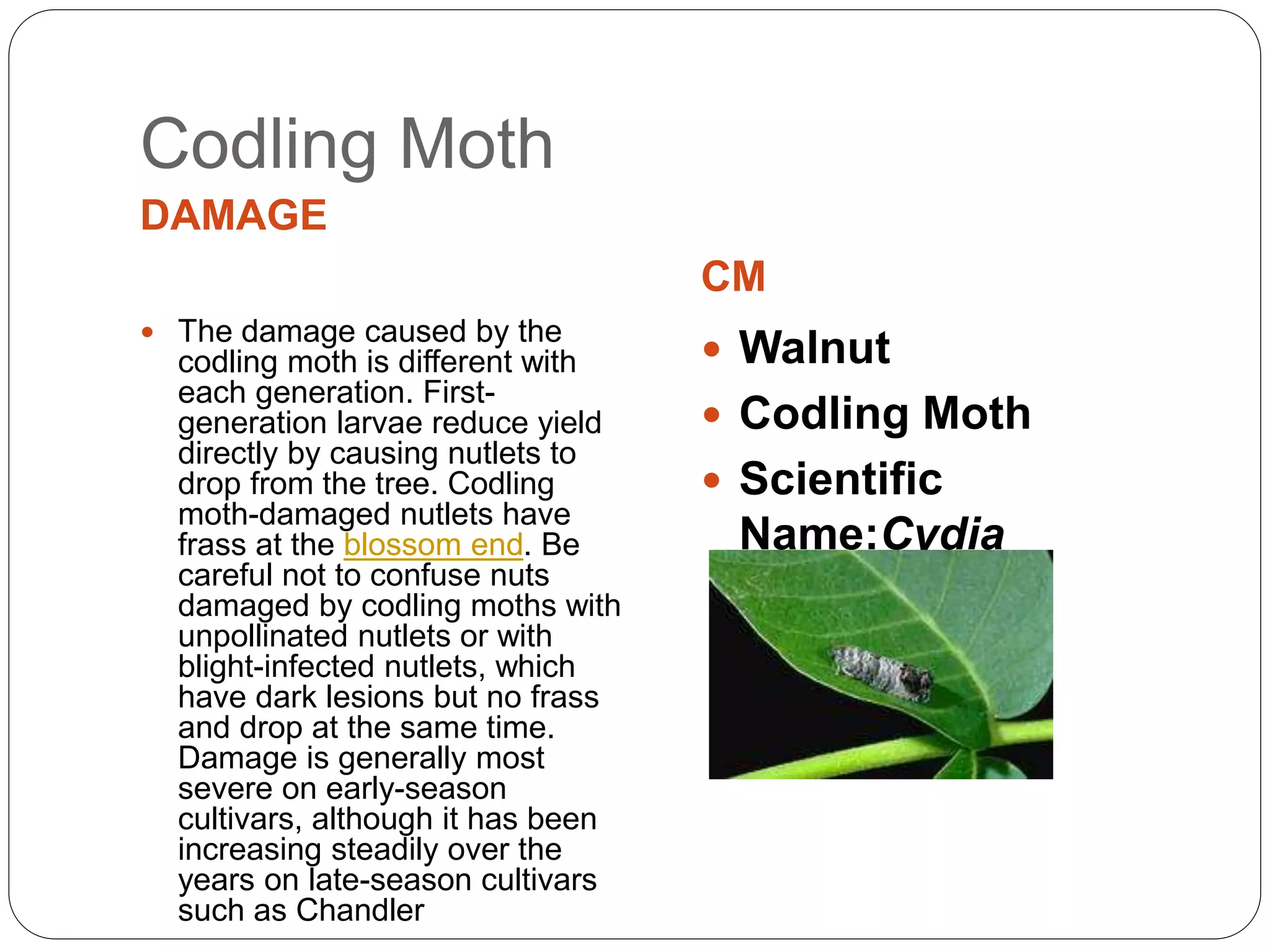 Walnut insects A Lecture To ToT trainees ( FFS) By Mr. Allah Dad Khan ...