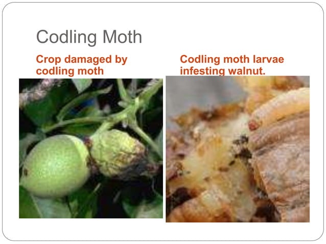 Walnut insects A Lecture To ToT trainees ( FFS) By Mr. Allah Dad Khan ...