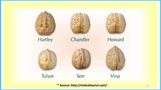 Howard Hartley Vs Walnuts Walnuts
