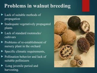 Breeding of walnut... PPT saba khan.pptx