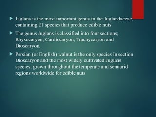 Breeding of walnut... PPT saba khan.pptx