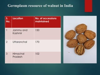 Breeding of walnut... PPT saba khan.pptx