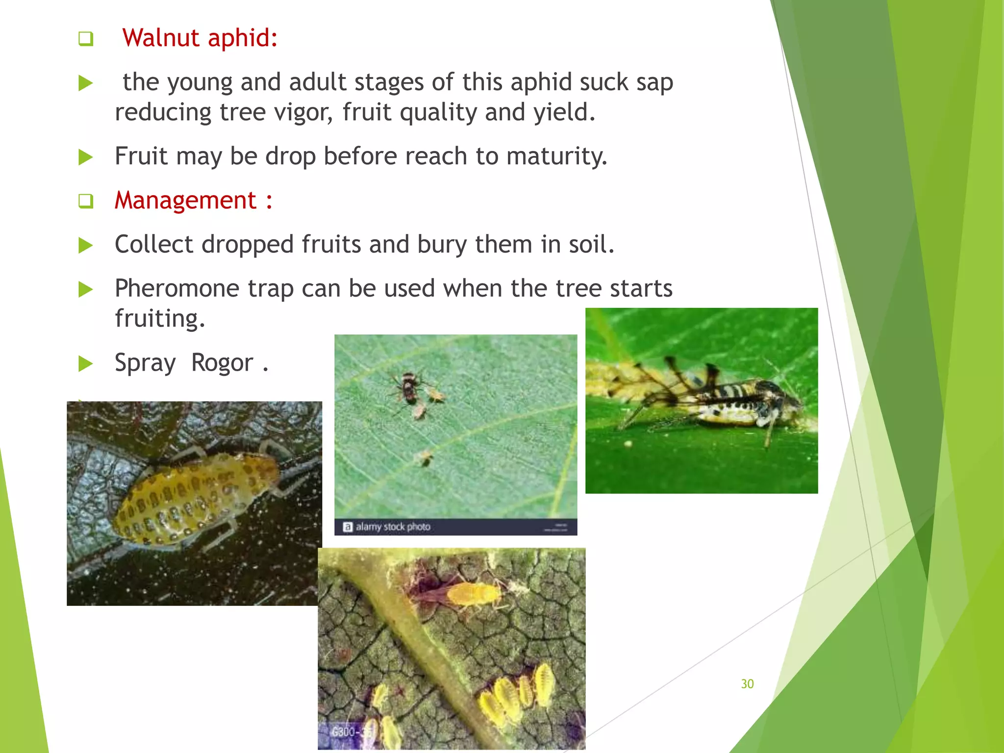 Walnut presentation | PPTX