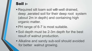 Walnut By Rishu | PPTX