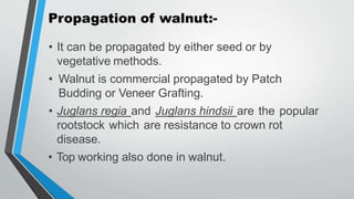 Walnut By Rishu | PPTX