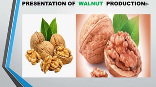 Walnut By Rishu | PPTX