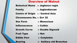 Walnut By Rishu | PPTX