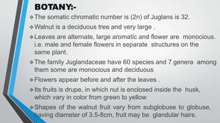 Walnut By Rishu | PPTX