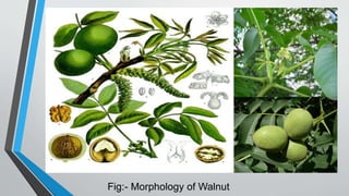 Walnut By Rishu | PPT