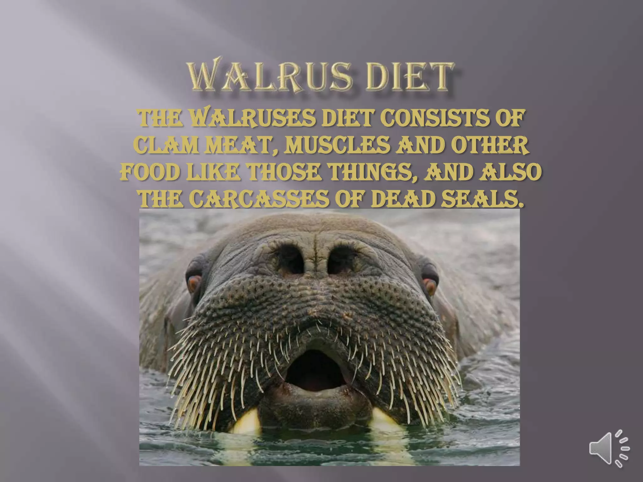 Walruses | PPTX