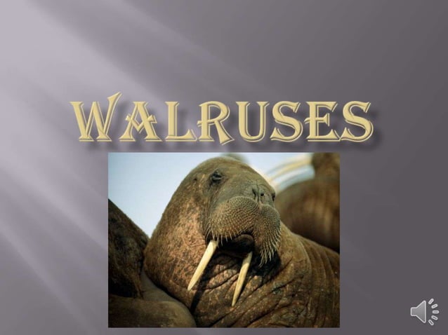 Walruses | PPTX