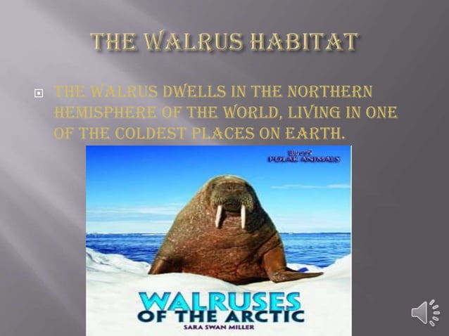 Walruses | PPTX