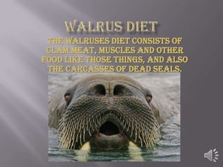 Walruses | PPTX