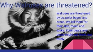 Walruses | PPTX | Dogs | Pets