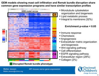 Nerve gene expression patterning in Nf1 mouse models | PDF | Brain and ...