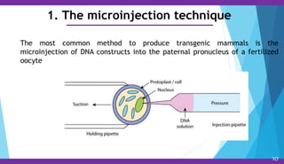 Transgenic animal models for the functional analysis of vasoactive ...