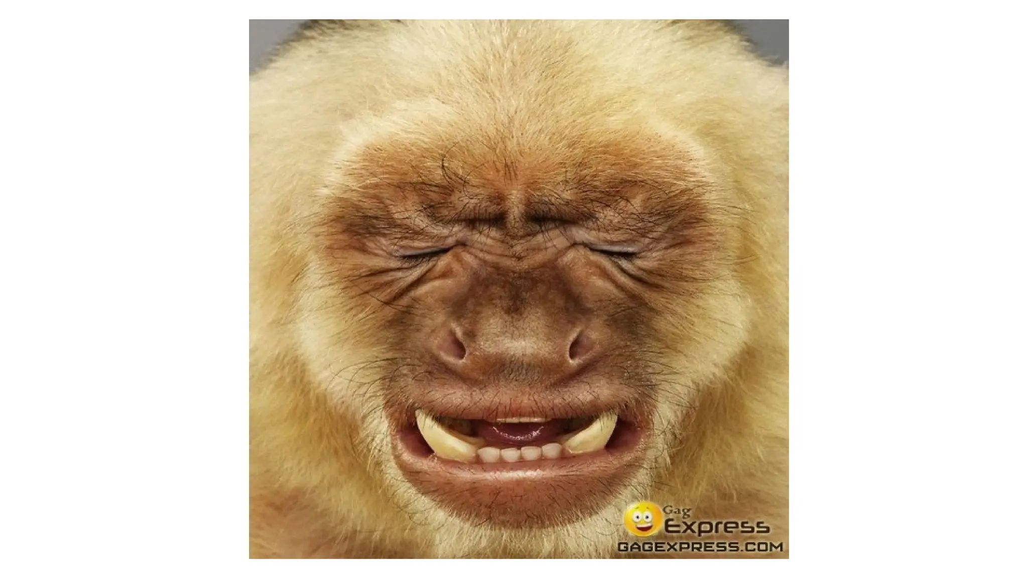 WAMEE2.pptx Game -Elementary Level 1-6 Level | PPTX