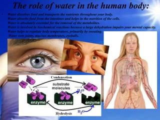 Water in human body by Group2 | PPTX