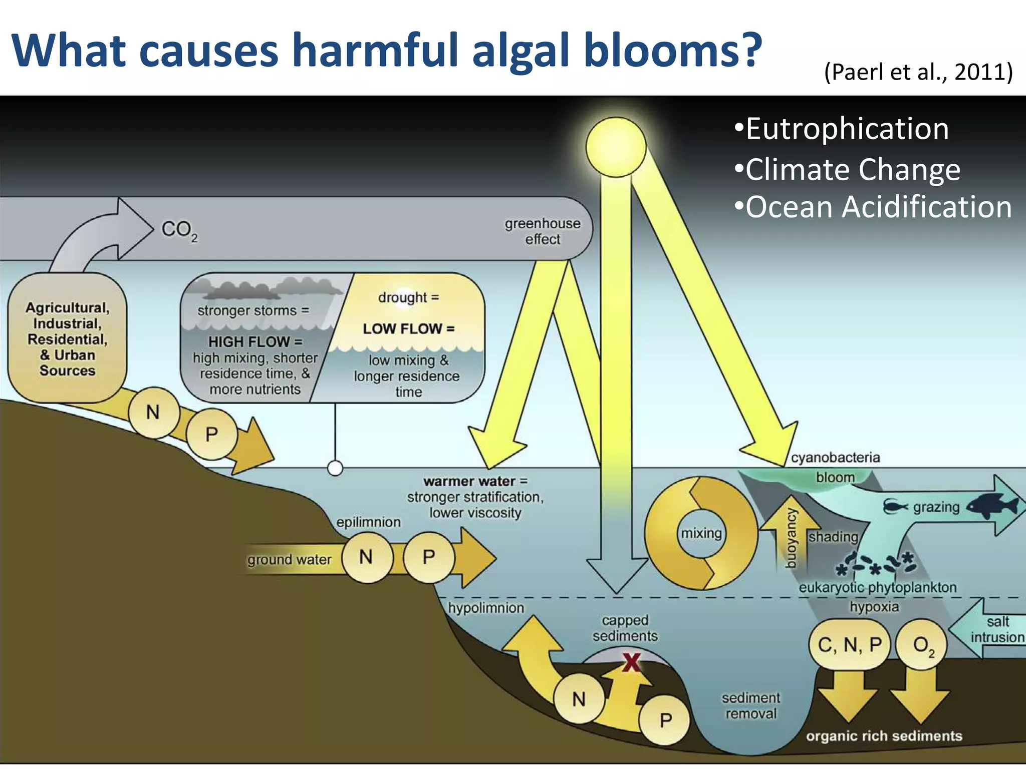 Harmful algal blooms and algal toxins | PPTX