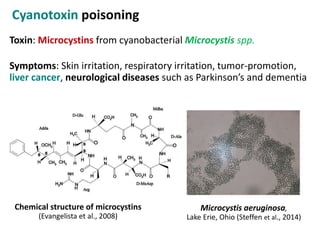 Harmful algal blooms and algal toxins | PPTX