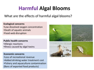 Harmful algal blooms and algal toxins | PPTX