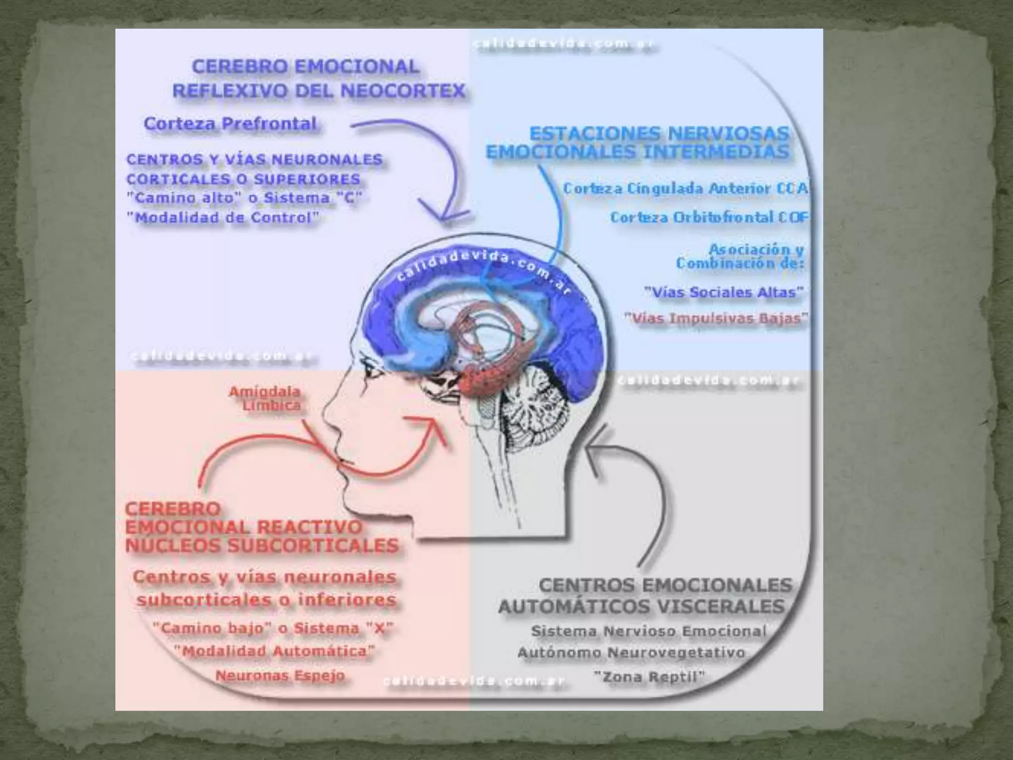 Adimen emozionala | PPSX
