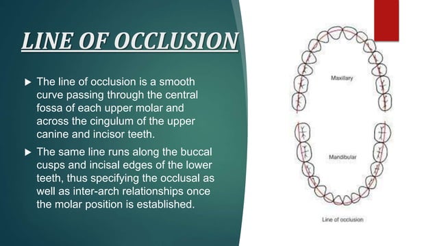 Dentistry pptx on topic of normal occlusion | PPT