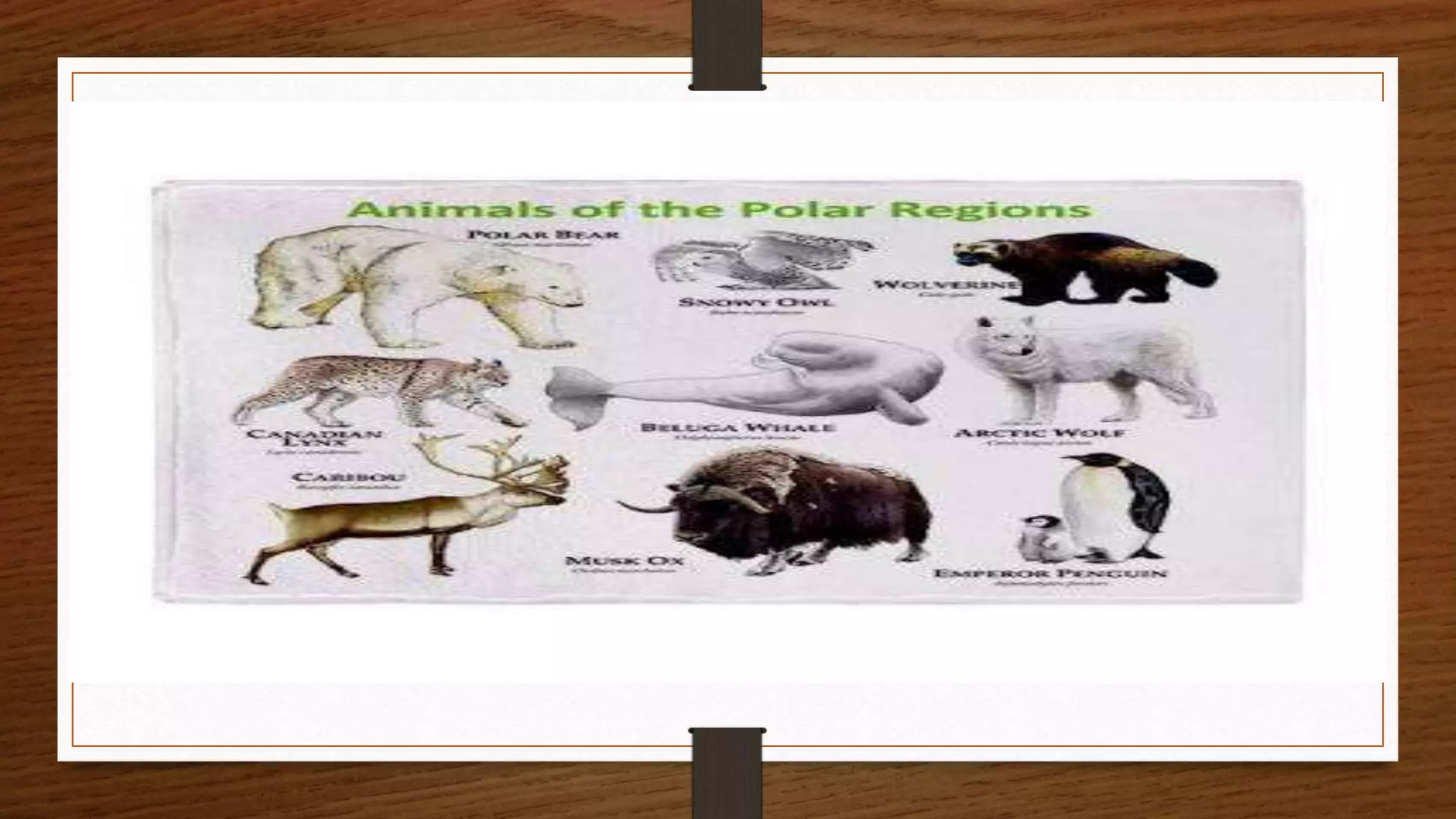 polar climate region | PPTX