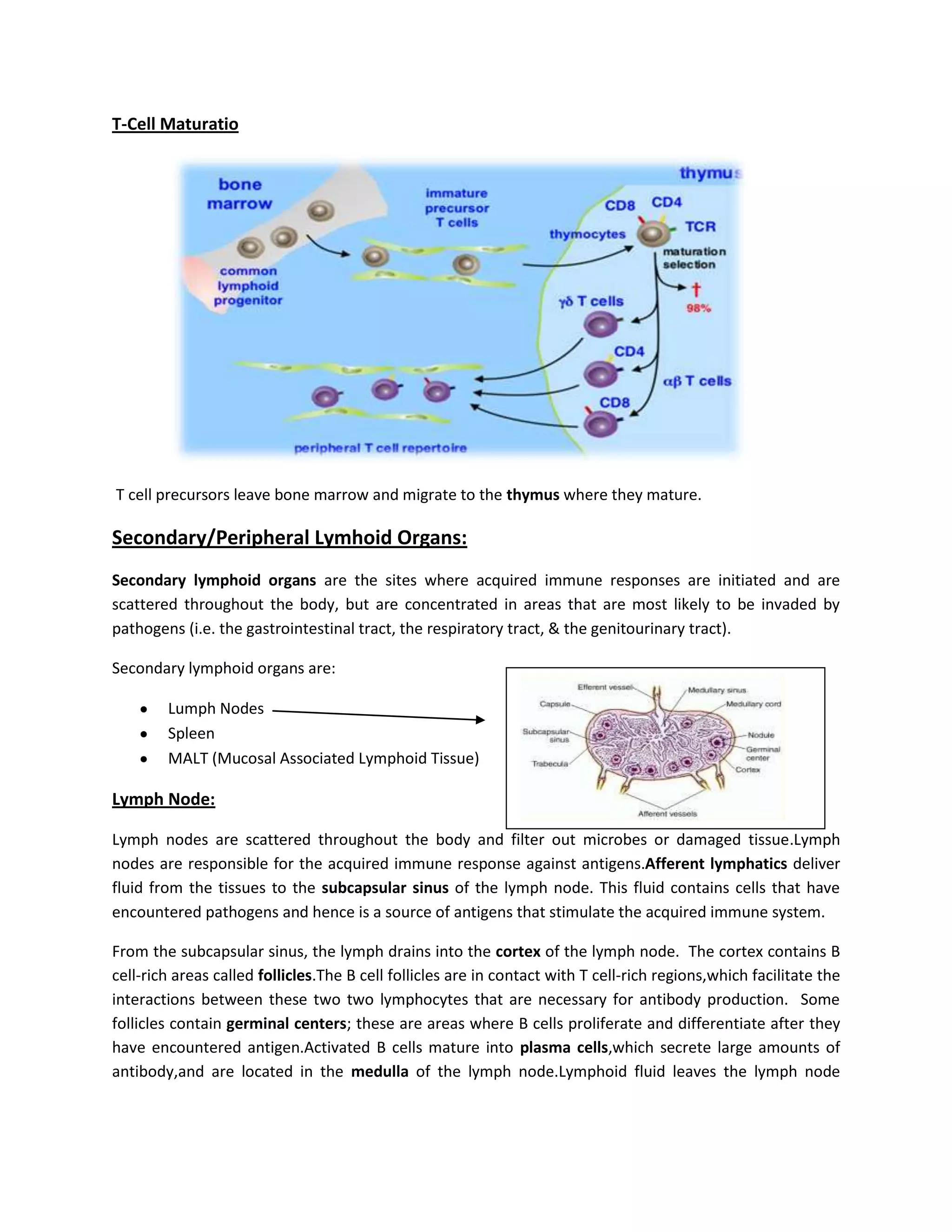 Lymphoid organs | DOCX