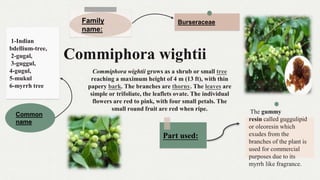 waqas siddiqe pharmacognosy pp updated.pptx