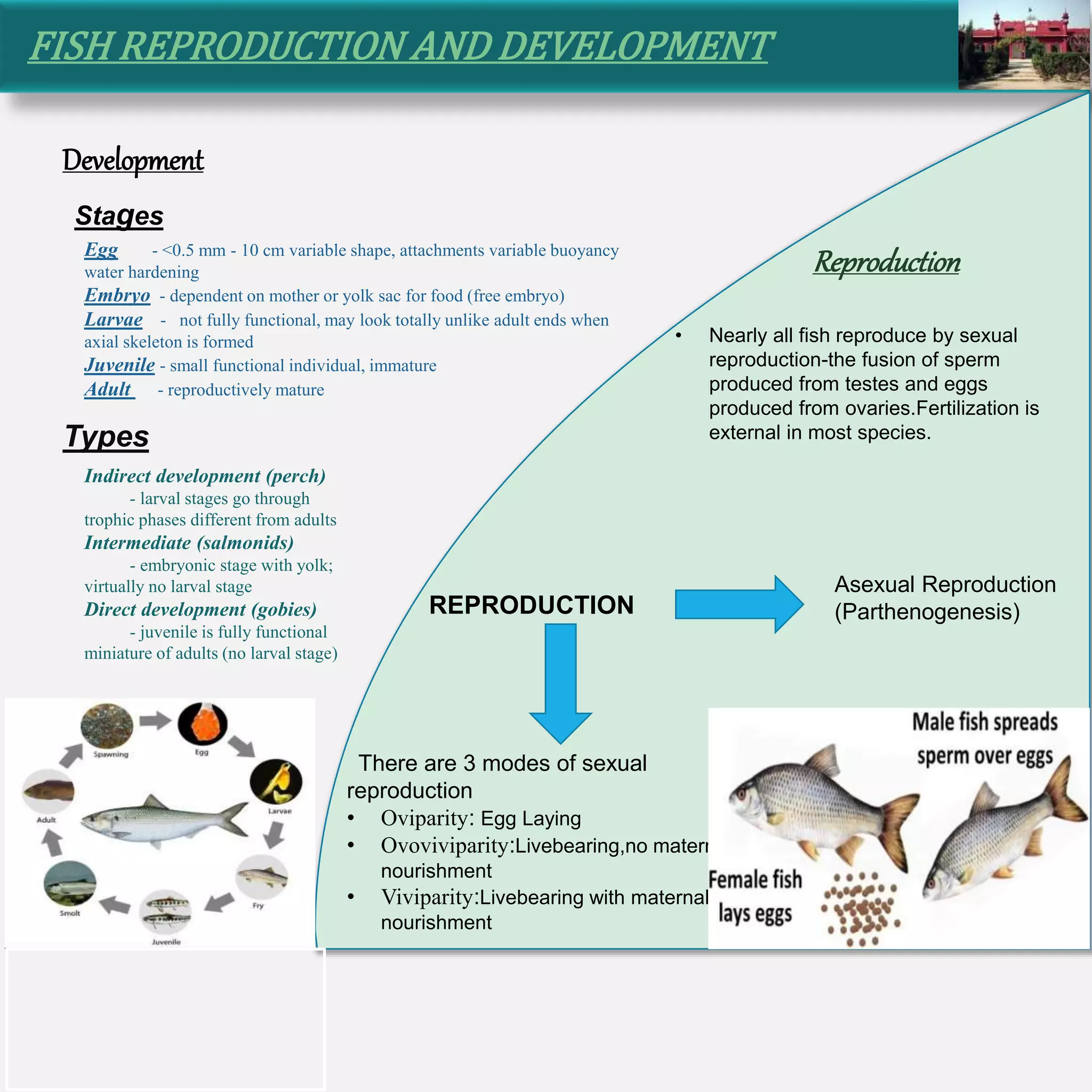 FISH REPRODUCTION AND DEVELOPMENT | PPTX | Infertility | Reproductive ...