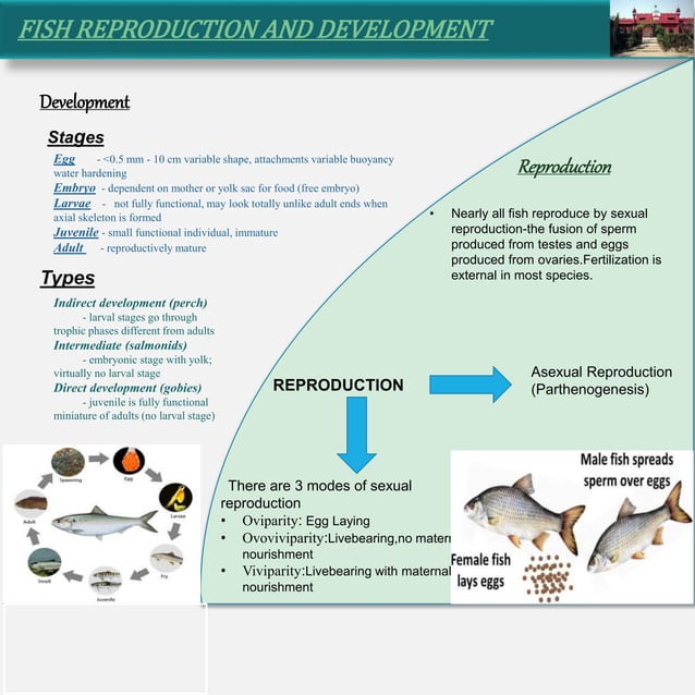 FISH REPRODUCTION AND DEVELOPMENT | PPTX | Infertility | Reproductive ...