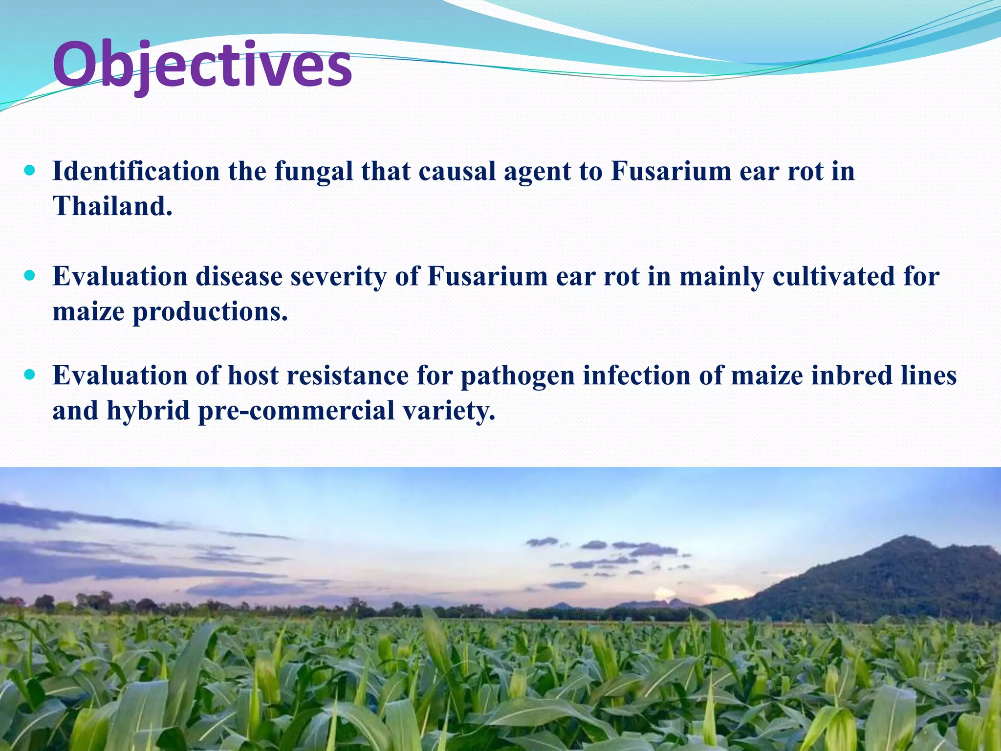 Outbreak of Fusarium ear rot on Maize in Thailand | PDF